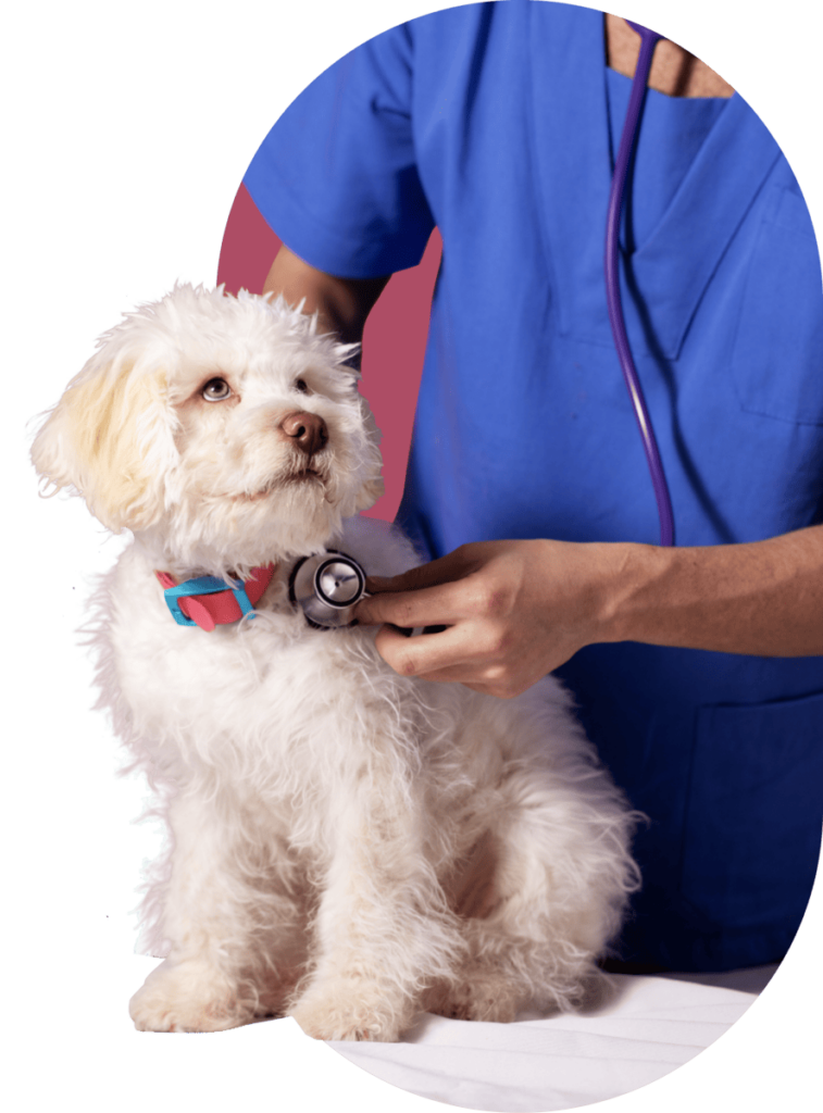 Costco Pet Insurance with Petsy - Petsy Pet Insurance