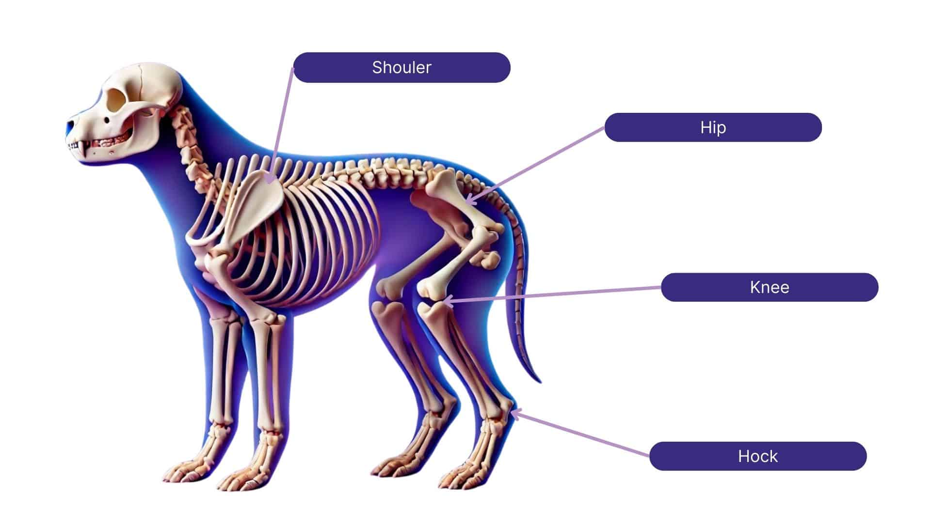 Understanding Osteochondritis dissecans (‘OCD’), in Dogs and Cats ...
