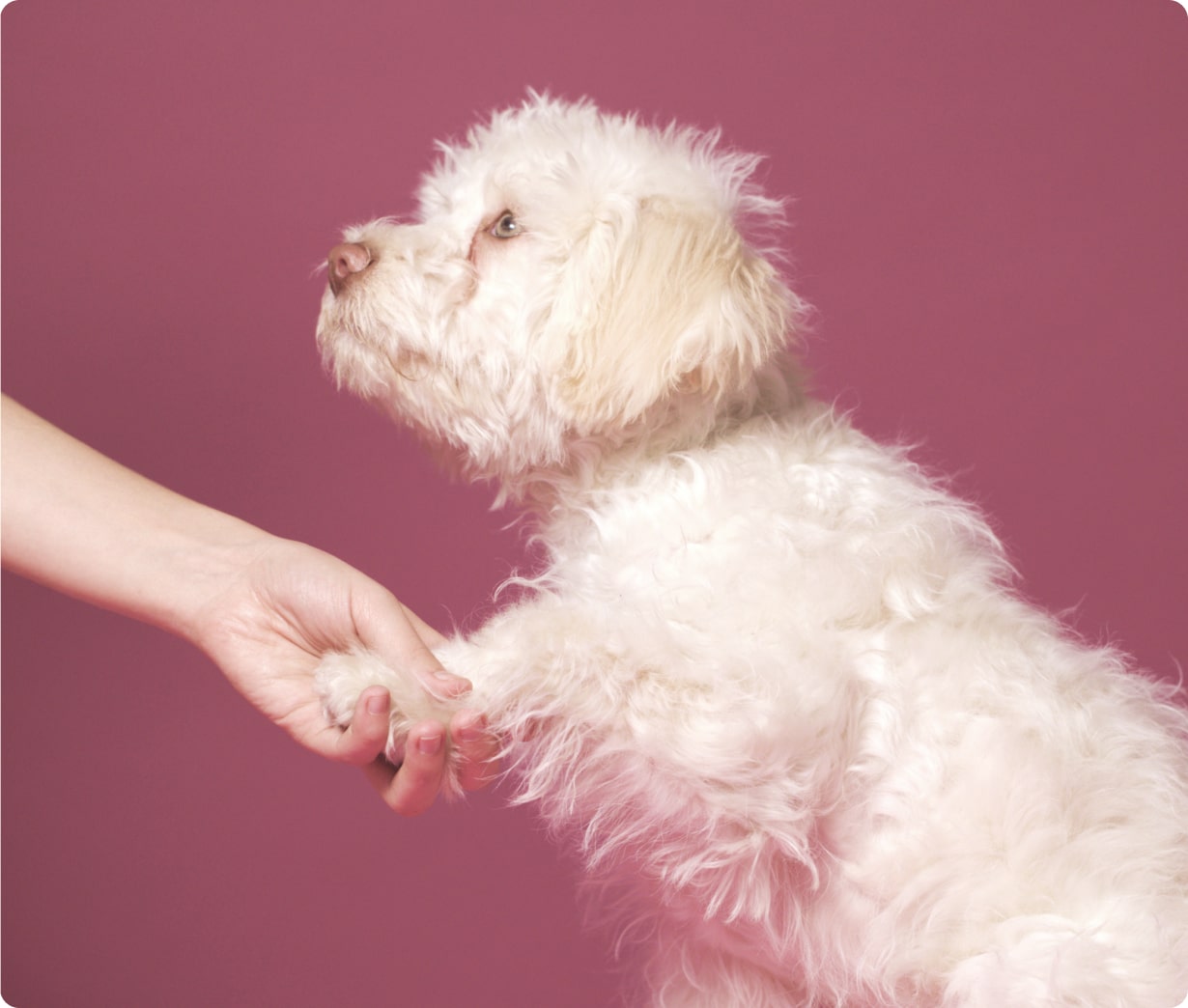 Understanding Osteochondritis dissecans (‘OCD’), in Dogs and Cats ...