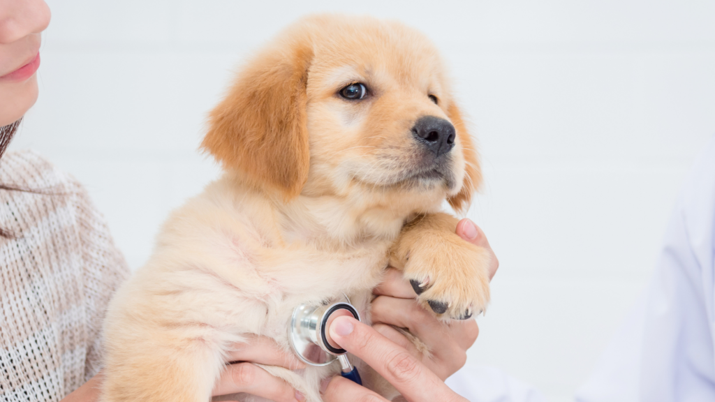 Understanding Pet Insurance - Petsy Pet Insurance