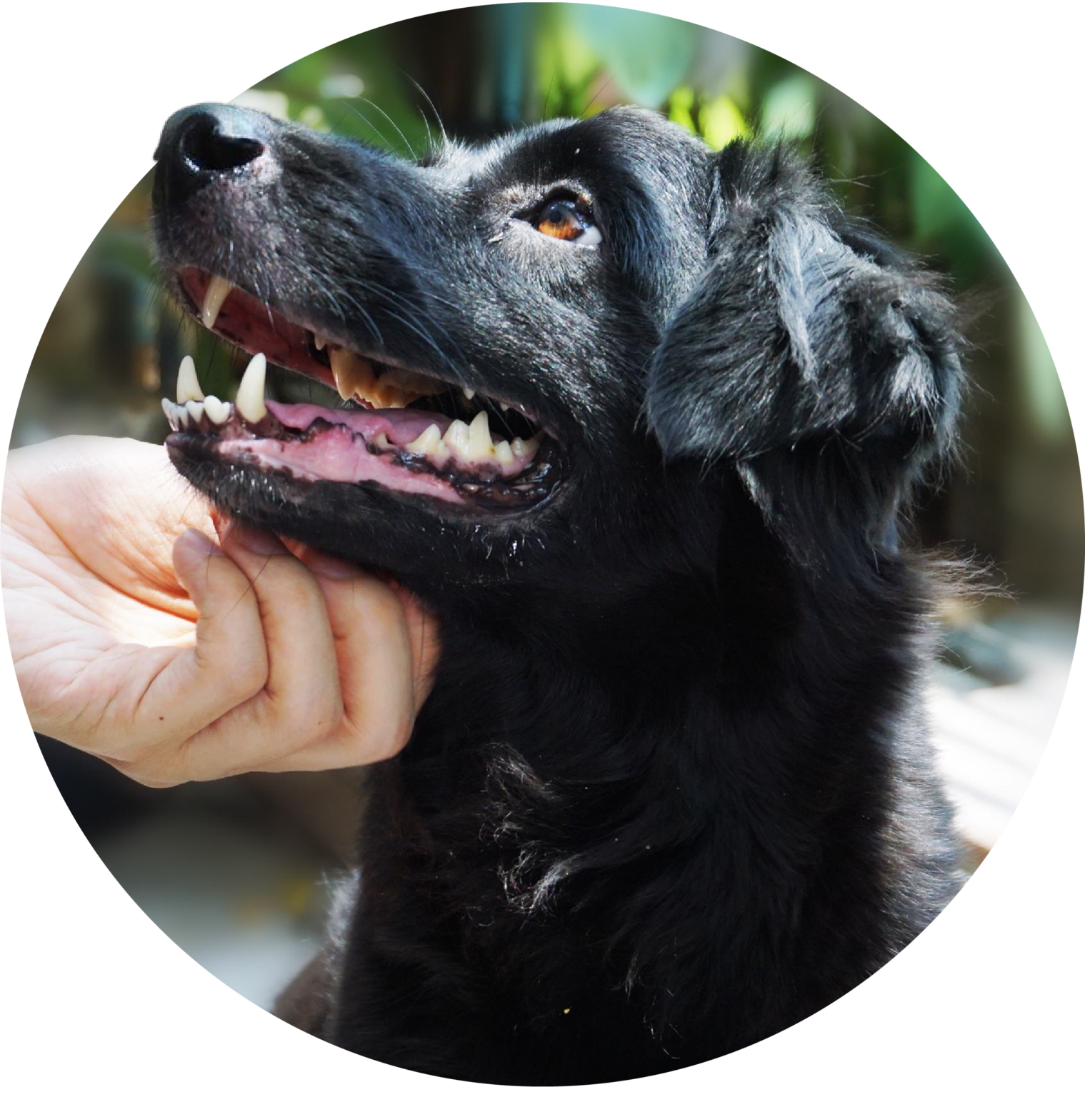 Careers - Petsy Pet Insurance